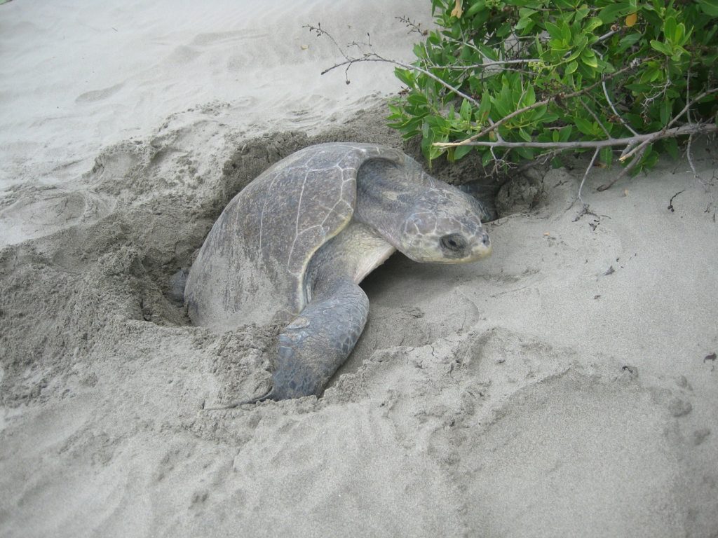 Xcacel-Xcacelito: Santuario de Tortugas